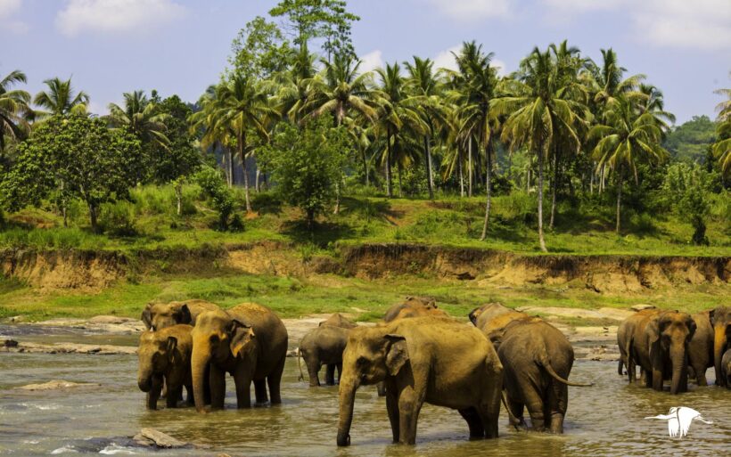 Udhëtim në Sri Lanka I Pertej Horizonteve - Elite Travel Agency